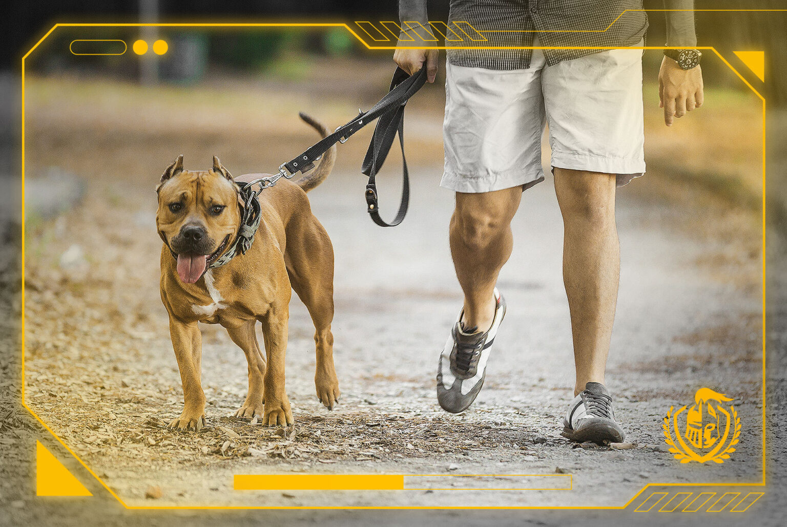 Great Ways to Bond with Your Dog - International Association For Dog ...